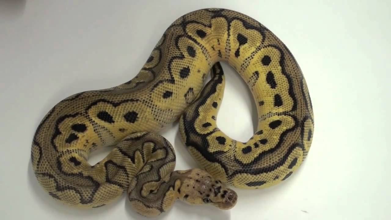 Morphs 101 - Pastel Clown