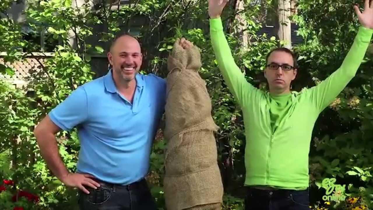 How To Protect And Wrap Your Trees For Winter