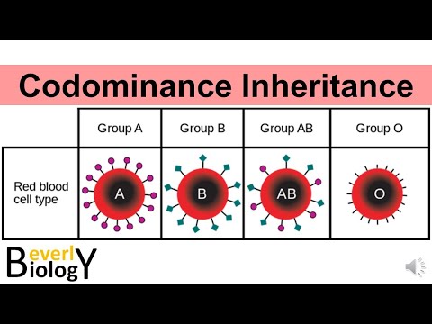 Codominance Genetic Inheritance (story based)