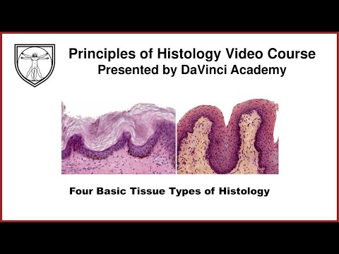 Four Basic Tissue Types of Histology [Epithelium 1 of 7]