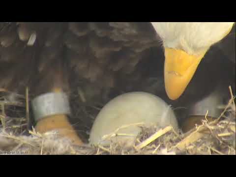 3-31-19 Two Harbors- Pip Watch Continues- 5:51 Peek