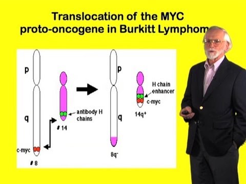 Protooncogenes – CANCER