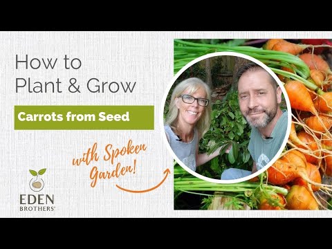 How to Plant and Grow Carrots from Seed