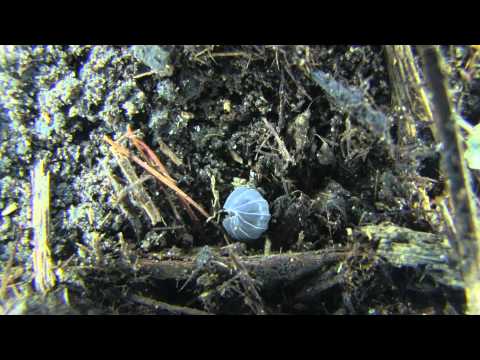 Identify Yourself, Cool Facts About Woodlice