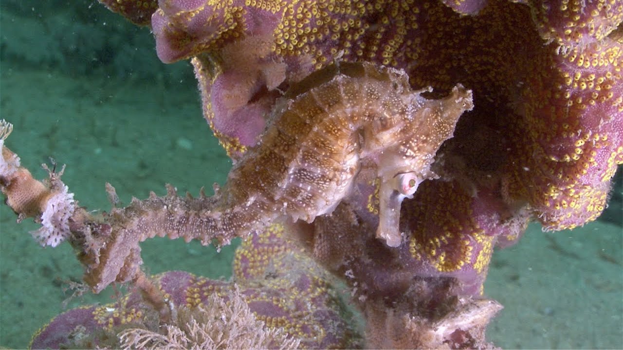 Whites Seahorse - Hippocampus whitei