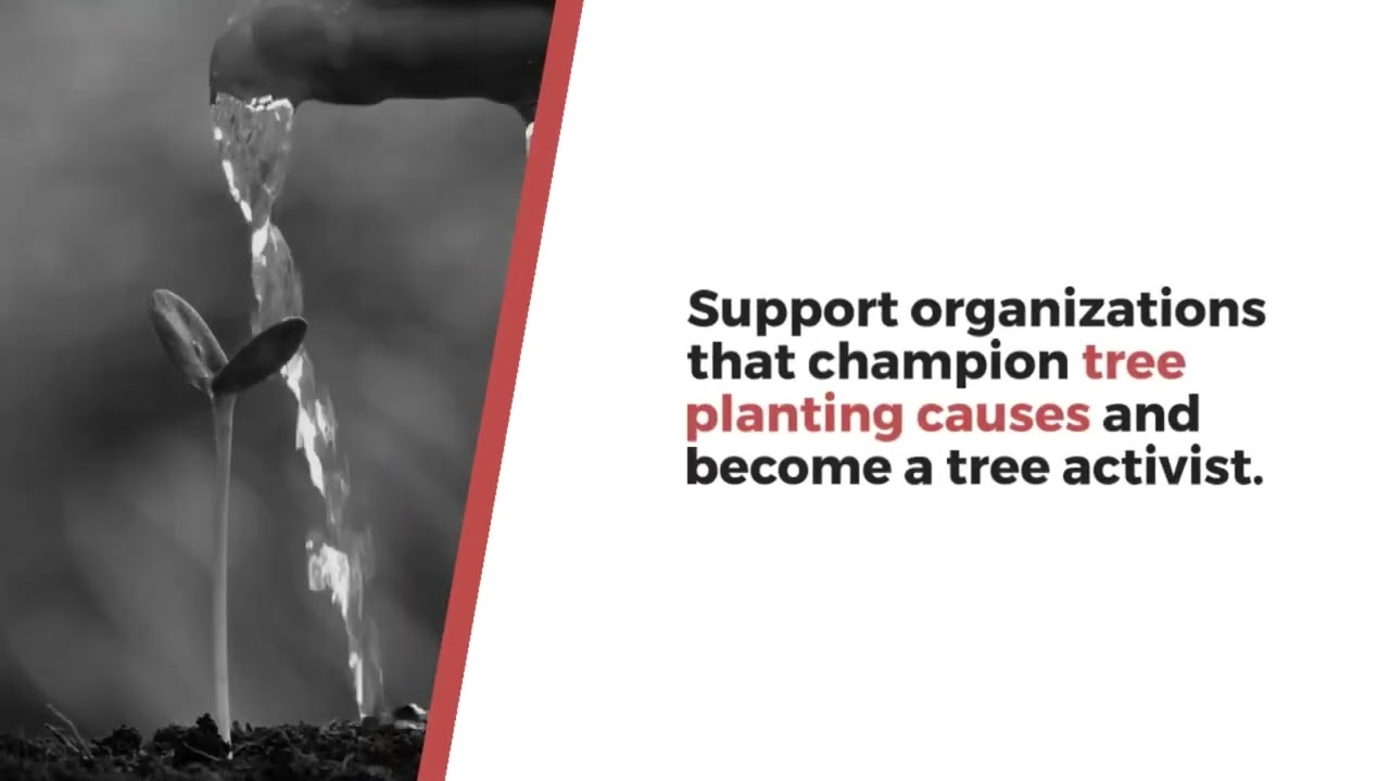 How Planting Trees Can Help Combat Climate Change: Explained by Climate Experts