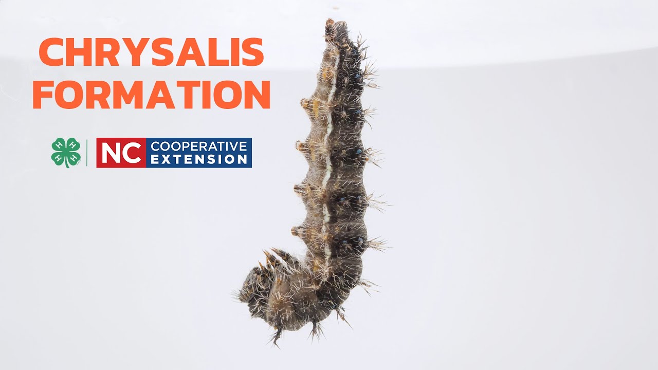 Painted Lady Chrysalis Formation