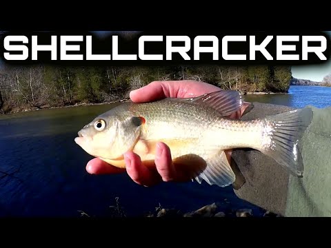 Fall Bank Fishing for Big Shellcracker & Black Nose Crappie & Testing ...