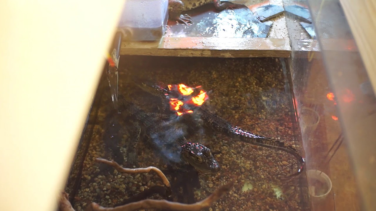 Crocodylus Moreletii & Caiman Crocodilus