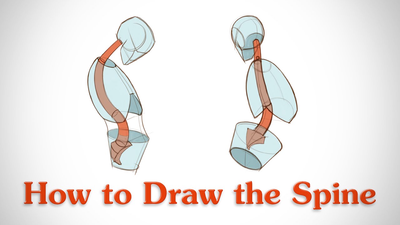 How to Draw the Spine - Human Anatomy for Artists