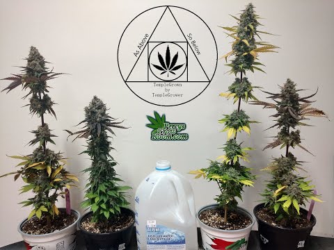 Growing 4 Micro-Cannabis plants with TempleGrower