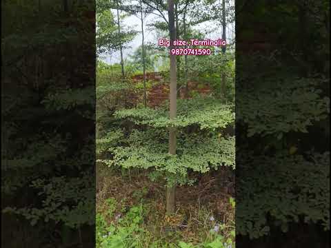 high quality, big size terminalia , wholesale plants nursery, G.G.N