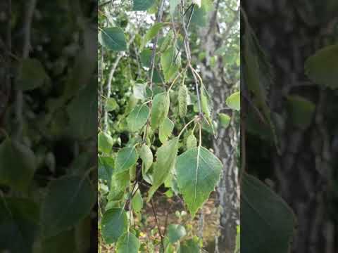 How to use Birch leaf herbal tea if you hold too much water