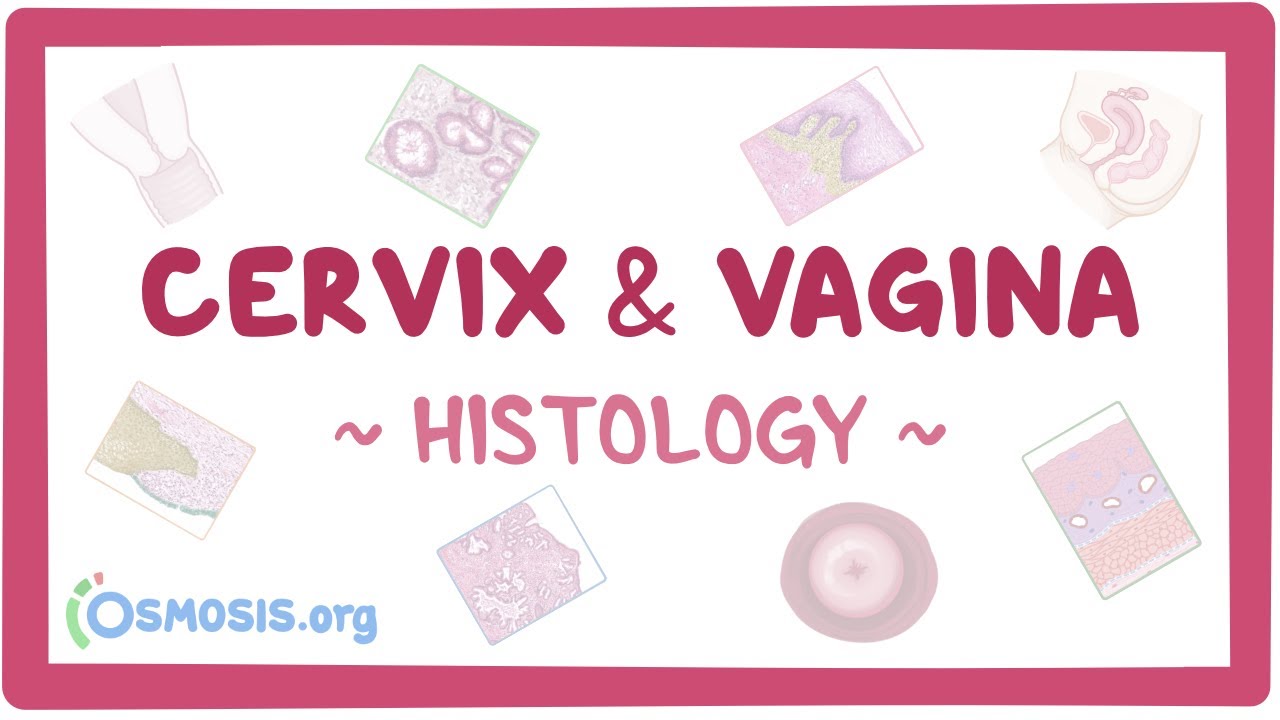 Cervix and vagina: Histology