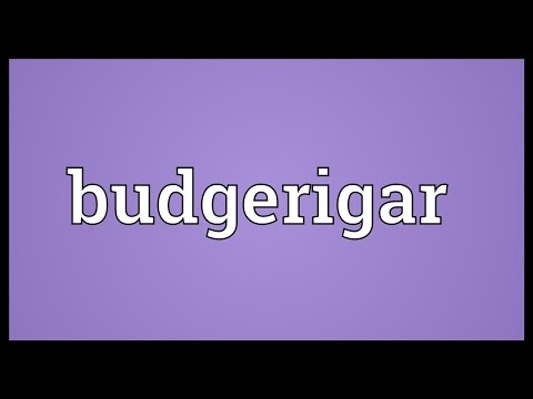Budgerigar Meaning