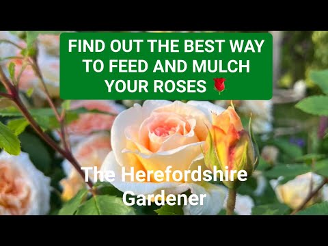 HOW TO FEED AND MULCH ROSES - FIND OUT THE BEST WAY 😃🌹