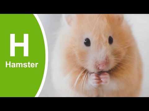Learn Animals starting with H. What animals start with the letter H?