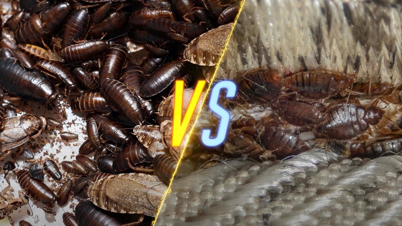 Roaches VS Bed Bugs