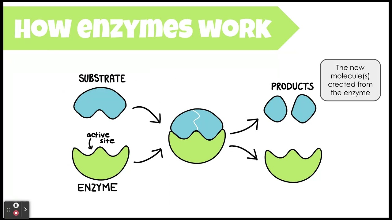 Unlock the Magic of Enzymes: Your High School Biology Crash Course!