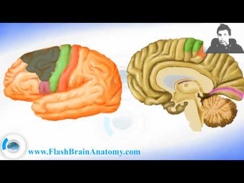 Functional Brain Areas And Regions