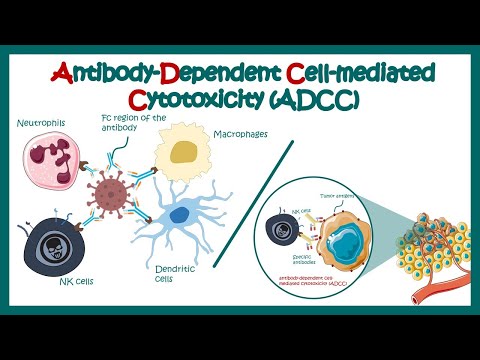 Antibody Dependent Cell Mediated Cytotoxicity (ADCC) | Effector cells in ADCC response