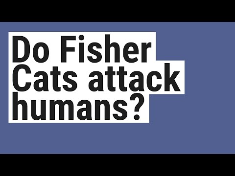 Do Fisher Cats attack humans?