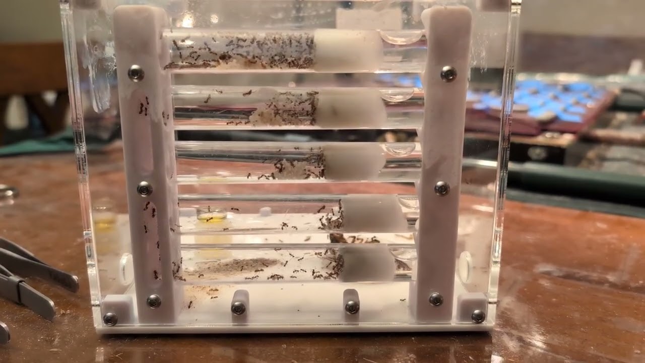 Update on my Pheidole dentata ant colony. November, 2025.