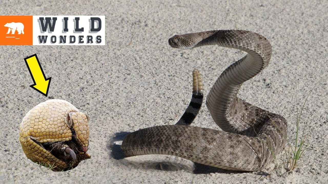Rattlesnake Attacks Armadillo