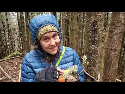 Sustainably Foraging Usnea Lichen