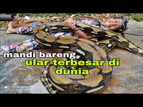 MANDI BARENG ULAR PYTHON T3RBESAR DI DUNIA !!!!
