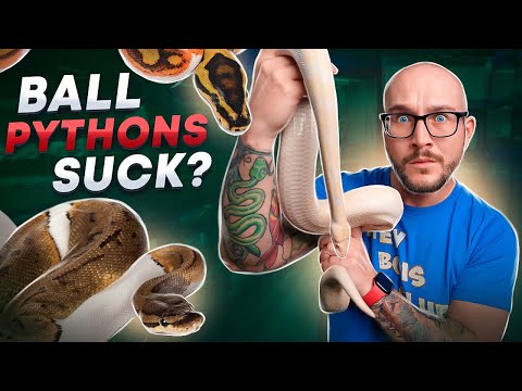 DO NOT Get A Pet Ball Python Until You Watch This!