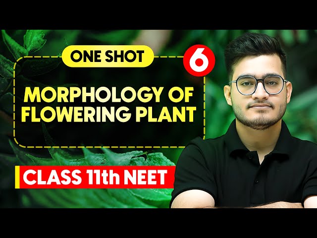 Understanding the Morphology of Flowering Plants: A Comprehensive Guide | Galaxy.ai | Galaxy.ai