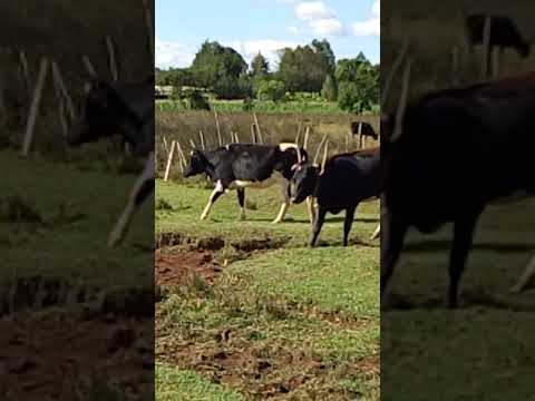 traditional farming technique watch this cow with y shape yoke to prevent them going through fences