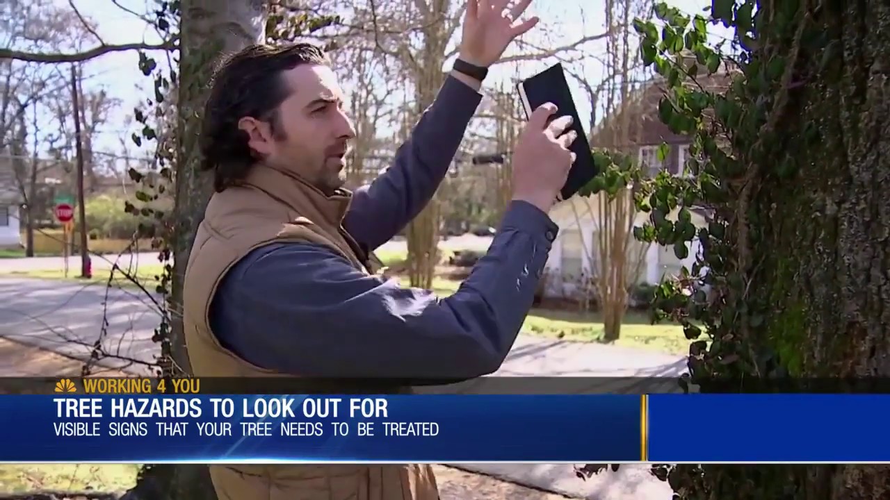 Looking For Tree Hazards