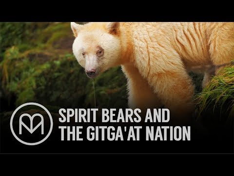 Rainforest Guardians: Spirit Bears and the Gitga'at Nation