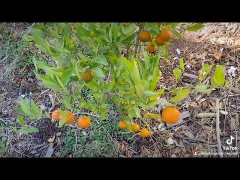 Mandarin fruiting
