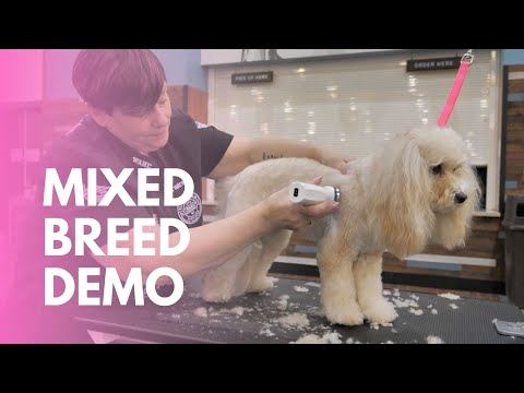 Mixed Breed Dog Grooming Demo