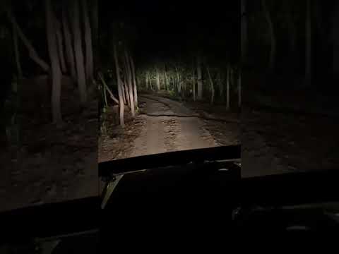 Night safari in tiger territory #tiger #wildlifefilming #wildlifephotography #forest #indianwildlife