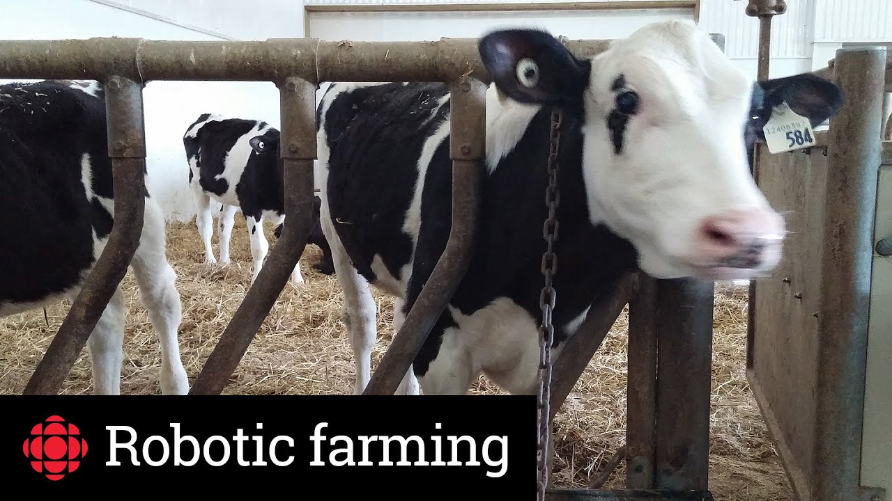 Cows that milk themselves? Farmers turn to high-tech for help| CBC
