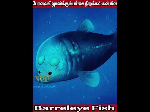 கண்கள் பச்சை நிறத்தில் ஜொலிக்கும் விசித்திரமான மீன் #trending #barreleyefish #facts #animals #tamil