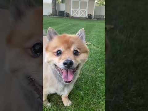 Cute throwback Pomeranian walking the yard. #pomeranian #shorts