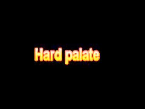 What Is The Definition Of Hard palate - Medical Dictionary Free Online Terms
