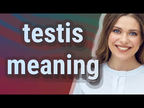 Testis | meaning of Testis