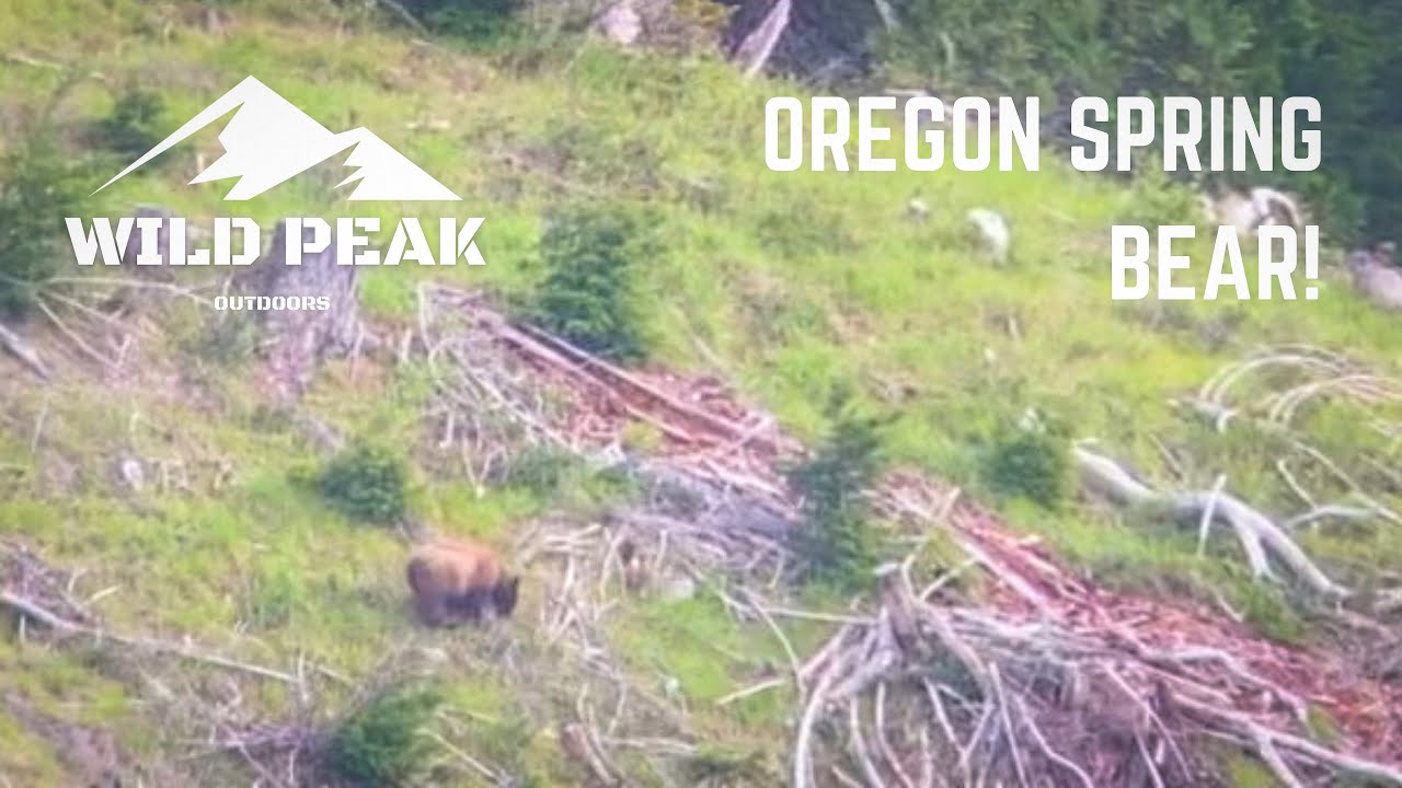 Cookie’s First Bear - OREGON SPRING BEAR HUNTING