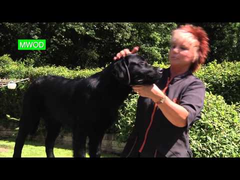 Breed Resources – Filipino Labrador Retriever Enthusiasts