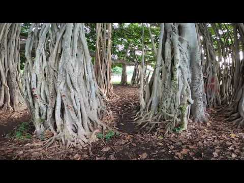 Hawaii Oahu Walking into the Banyan Trees December 2022