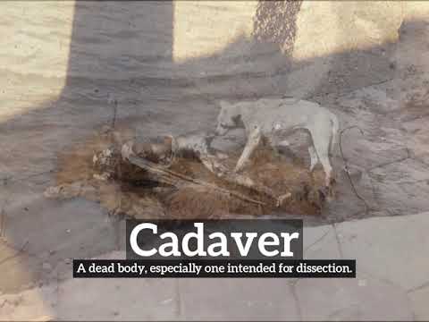 What is Cadaver? | How Does Cadaver Look? | How to Say Cadaver in English?