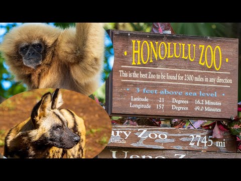 Take an Unforgettable Walking Tour of Honolulu Zoo!