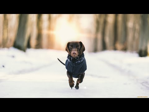 What is the origin of Dachshunds?