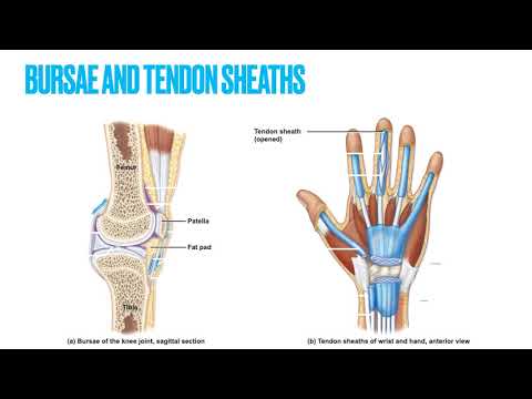 Structures of Joints